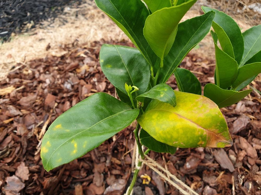Whats wrong with my mandarin tree? in the Ask a Question forum - Garden.org