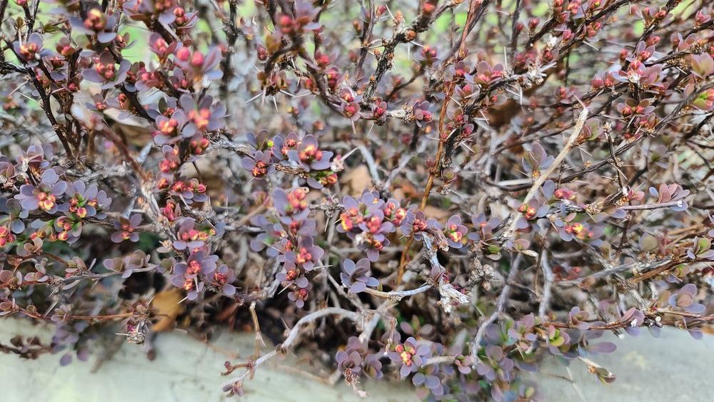 Bush Identification in the Plant ID forum - Garden.org