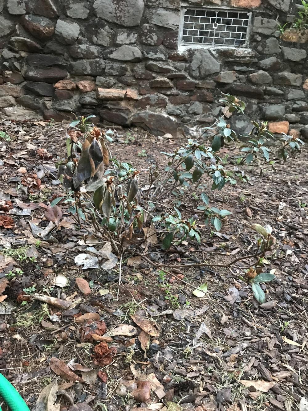 Why are my younger azaleas dying?? in the Ask a Question forum - Garden.org