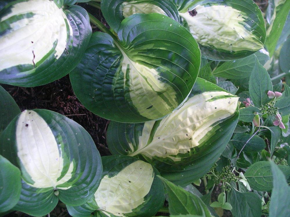 Hosta 'Warwick Comet' in the Hostas Database - Garden.org