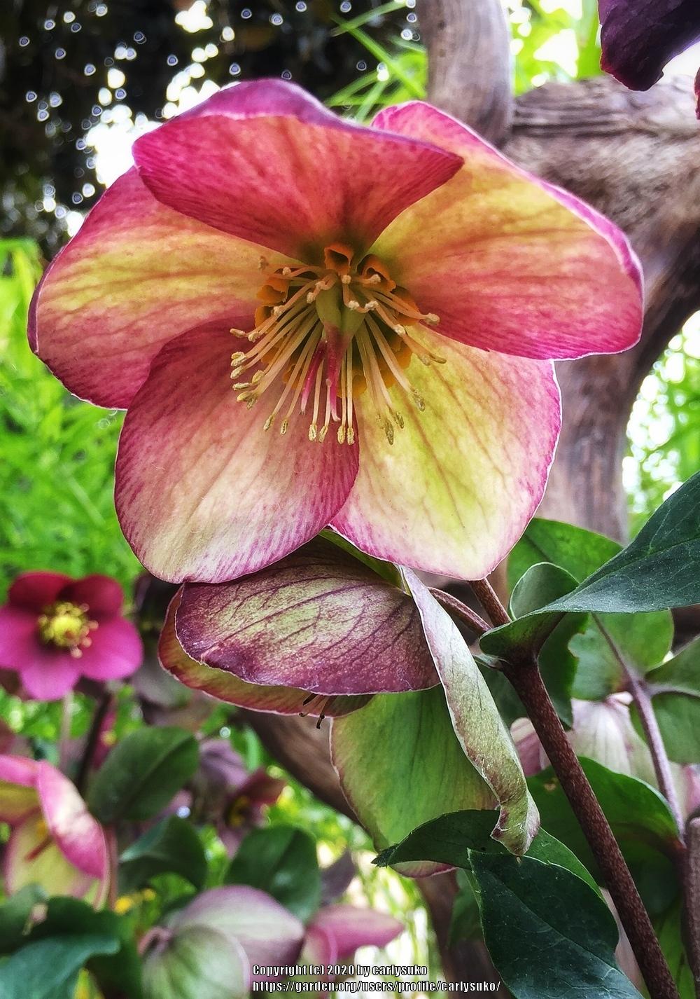 Hellebore (Helleborus Gold Collection® Ice N' Roses Rose) in the ...