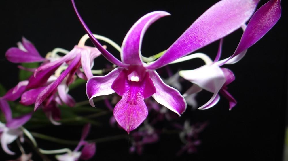Orchid (Dendrobium Caesar) - Garden.org
