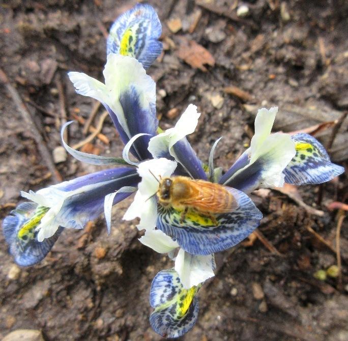 Reticulated Iris (Iris 'Splish Splash (Reticulated)') in the Irises ...