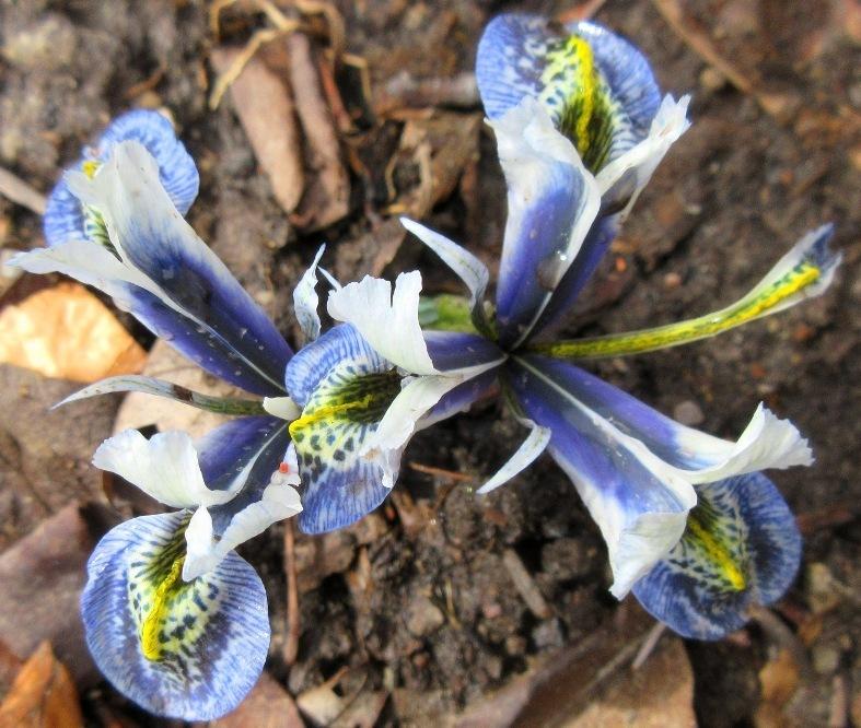Photo of the bloom of Reticulated Iris (Iris reticulata 'Splish Splash ...