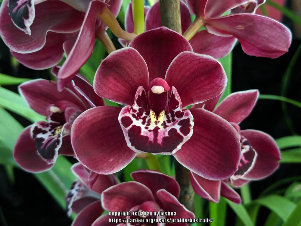 Orchid (Cymbidium Willunga Regal 'Purple Passion') - Garden.org