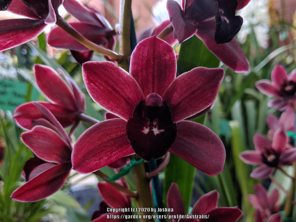 Orchid (Cymbidium Radiant Ruby 'Aussie Gem') - Garden.org