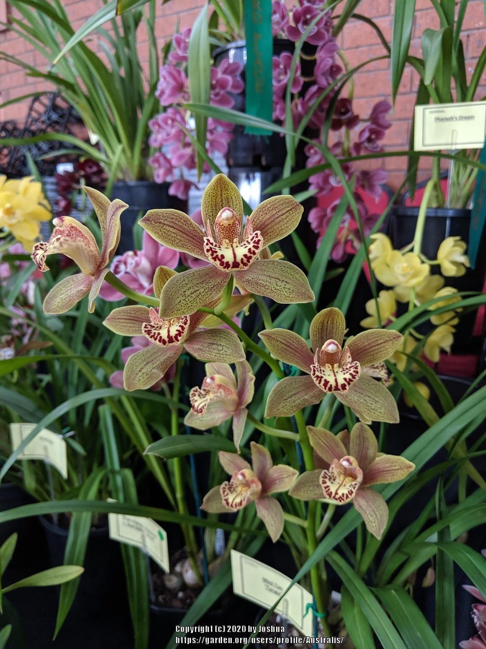 Photo of the stem, scape, stalk or bark of Orchid (Cymbidium Mini Tan ...