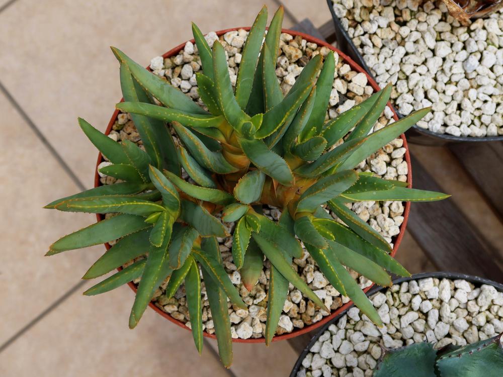 Maiden's Quiver Tree (Aloidendron ramosissimum) in the Aloes Database ...