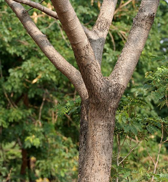 Photo of the stem, scape, stalk or bark of Siris Tree (Albizia lebbeck ...