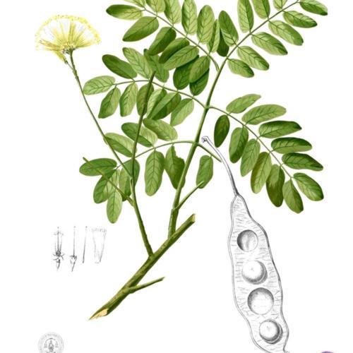 Siris Tree (Albizia lebbeck) - Garden.org