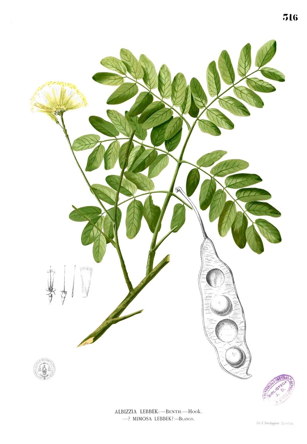 Siris Tree (Albizia lebbeck) - Garden.org