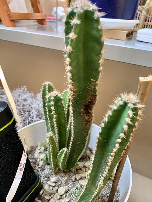 Cacti color change and physical damage in the Ask a Question forum ...