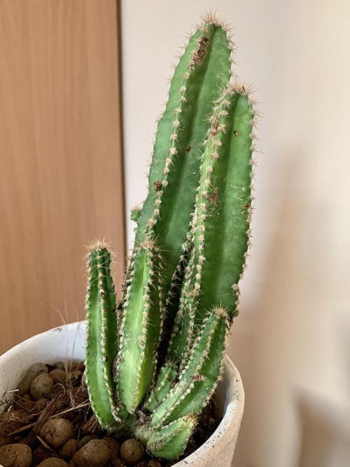 Cacti color change and physical damage in the Ask a Question forum ...