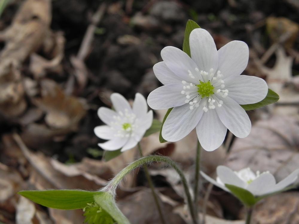 Hepatica (Hepatica nobilis var. asiatica) - Garden.org