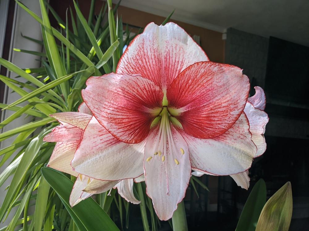 Amaryllis (Hippeastrum 'Showmaster') in the Amaryllis Database - Garden.org