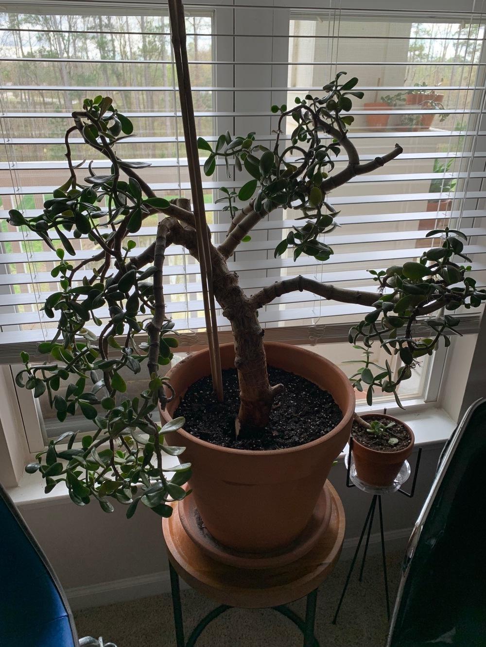 Help with large, very old Jade plant (and possible root rot) in the Ask ...