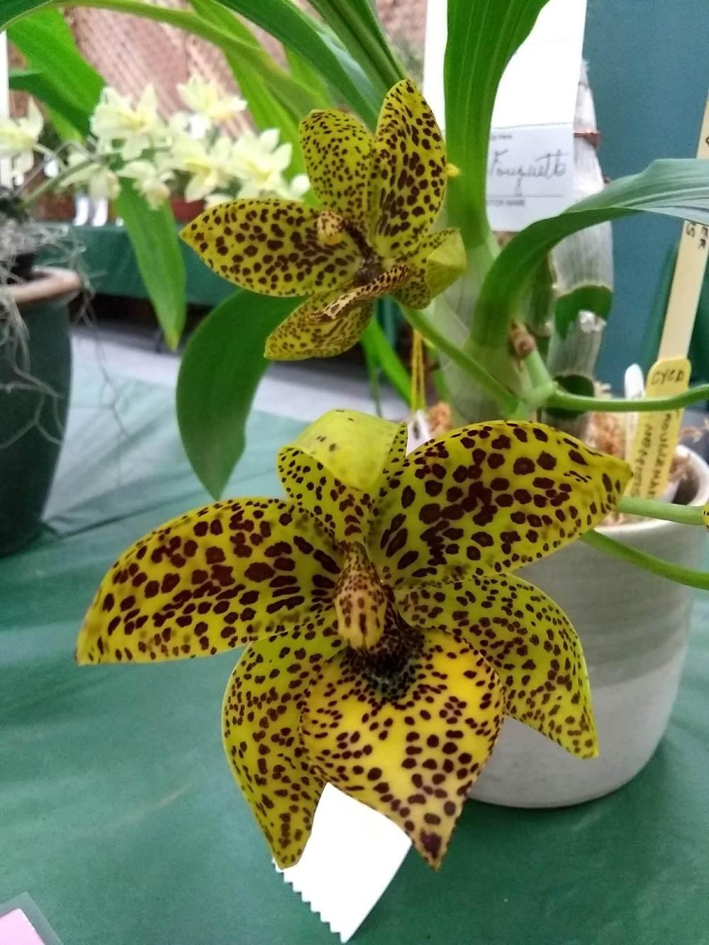 Orchid (Cycnodes Troublemaker) - Garden.org