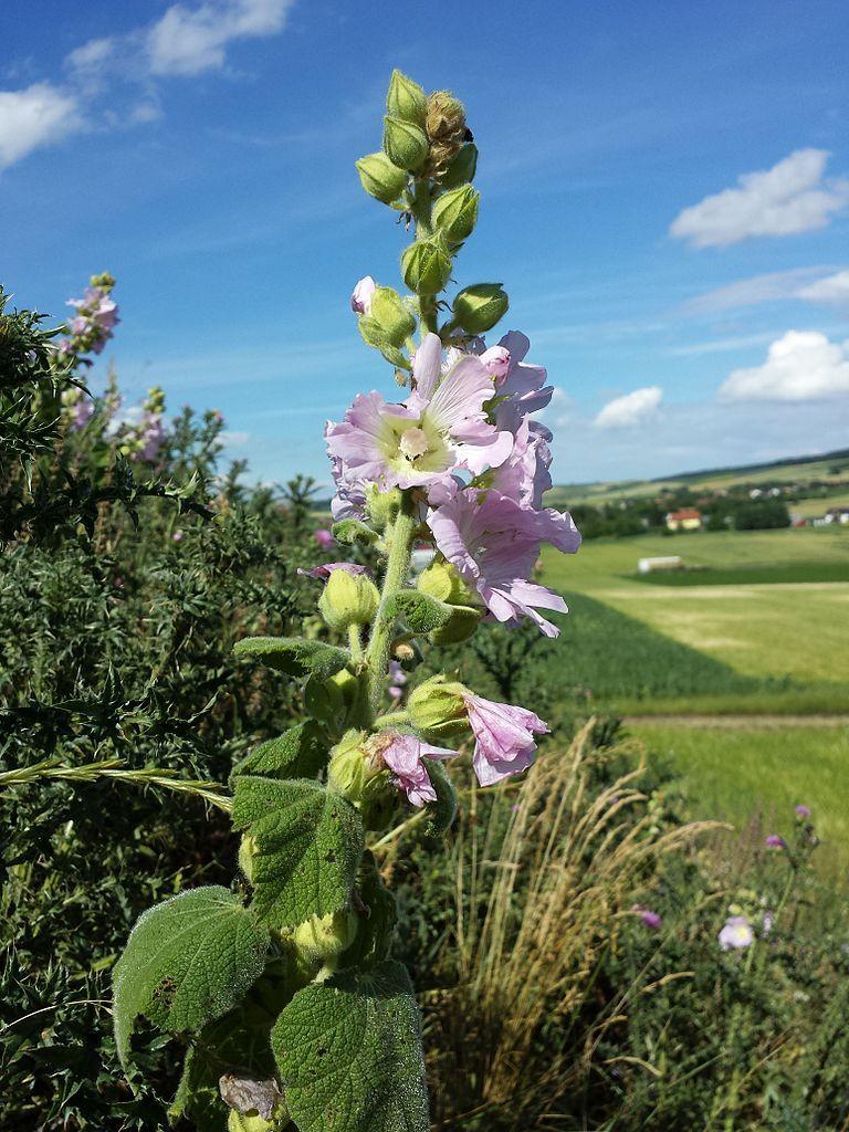 Photo of the stem, scape, stalk or bark of Hollyhock (Alcea biennis ...