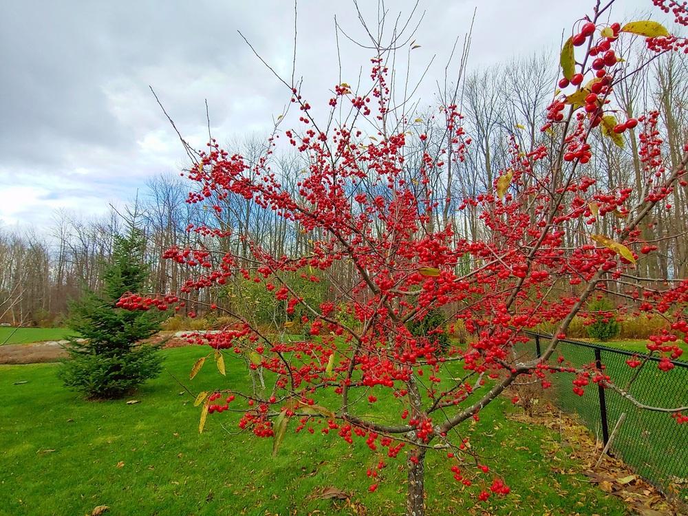 Sugar Tyme Crabapple
