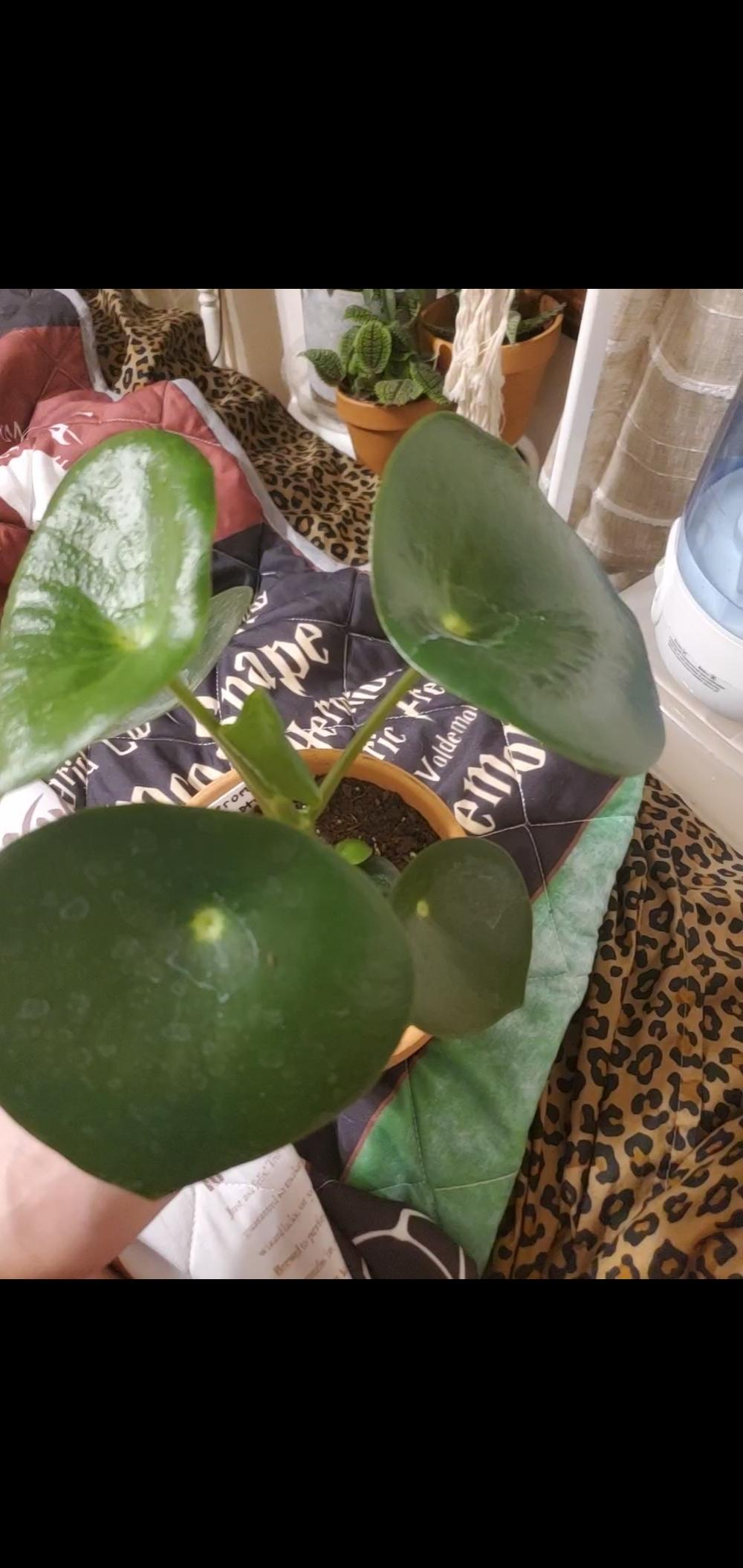 Is this leaf ok? in the Houseplants forum - Garden.org