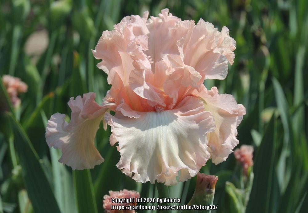 Photo of the bloom of Tall Bearded Iris (Iris 'Picture Book') posted by ...