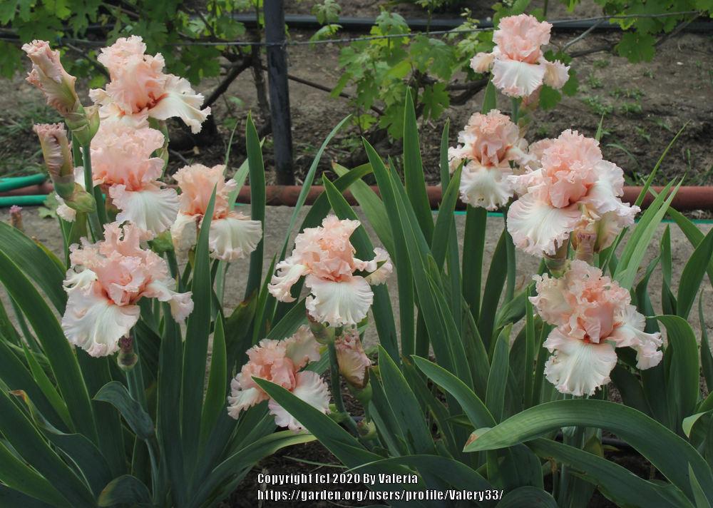 Photo of the bloom of Tall Bearded Iris (Iris 'Picture Book') posted by ...
