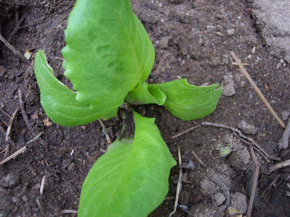 Lettuces: Plant Care and Collection of Varieties - Garden.org