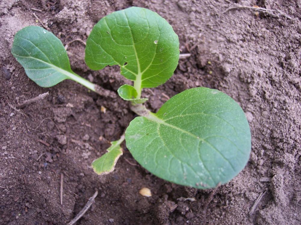 Bok Choy (Brassica rapa subsp. chinensis) in the Brassicas Database ...