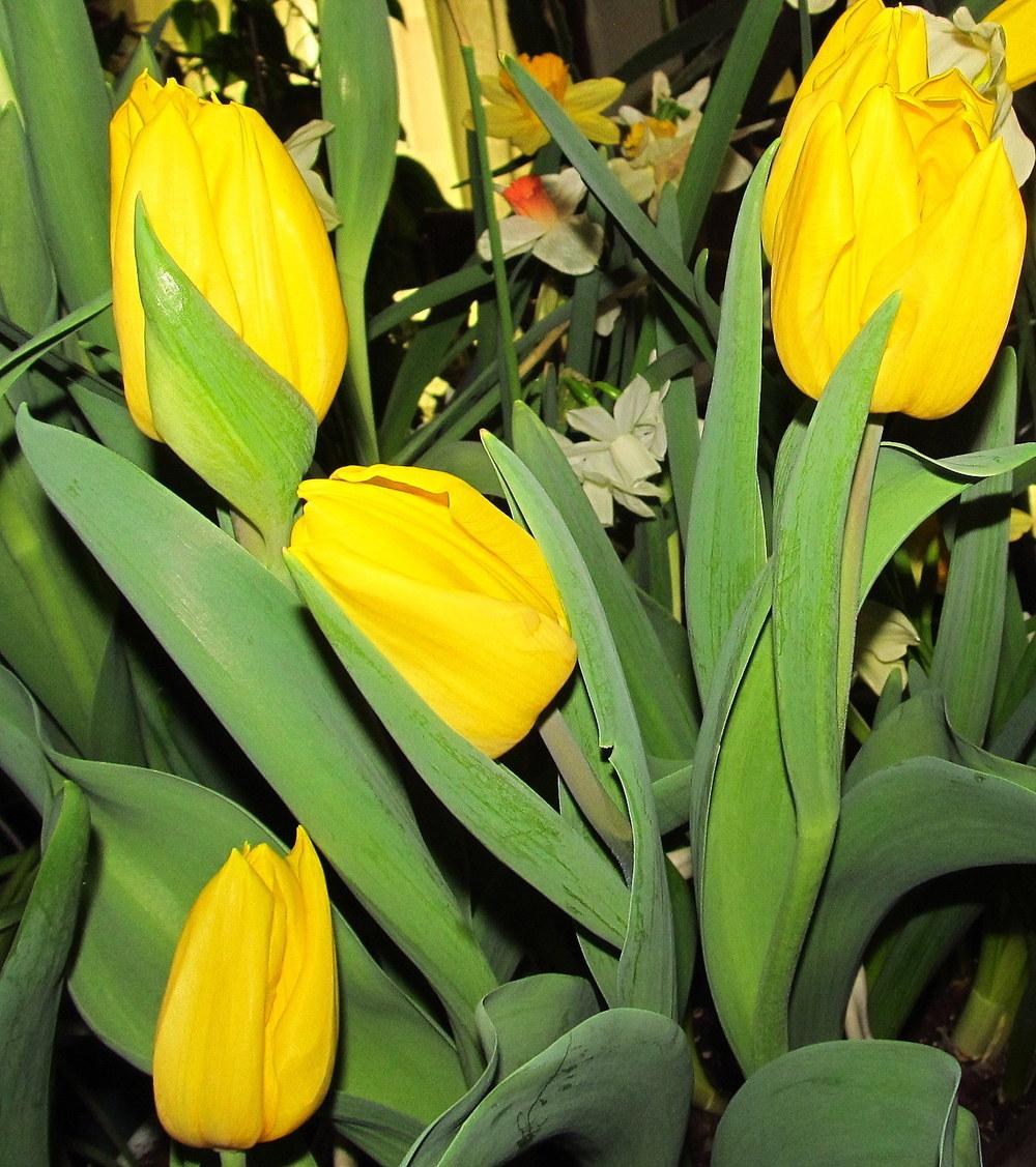 Triumph Tulip (Tulipa 'Strong Gold') in the Tulips Database - Garden.org