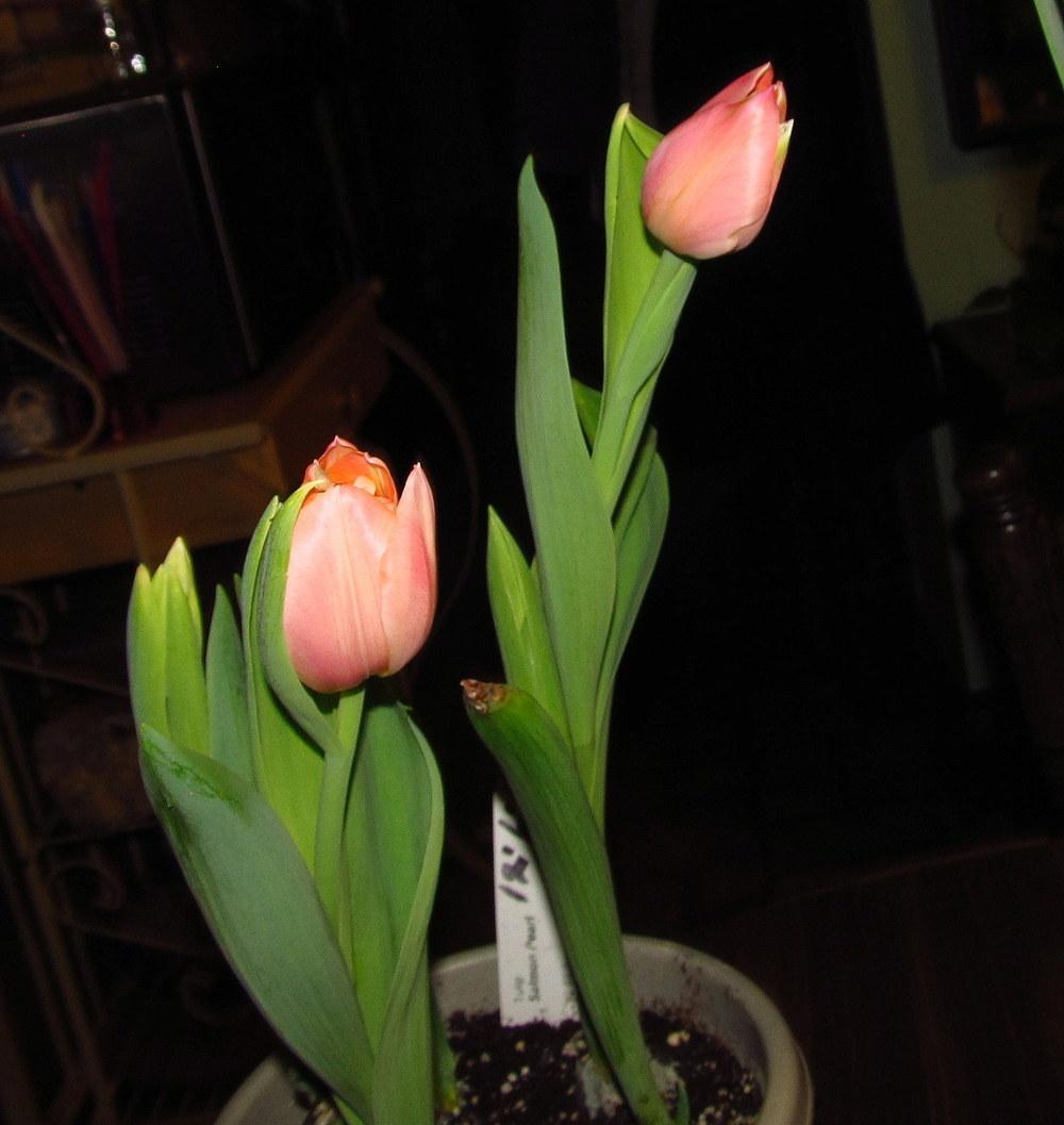 Tulip (Tulipa 'Salmon Pearl') in the Tulips Database - Garden.org