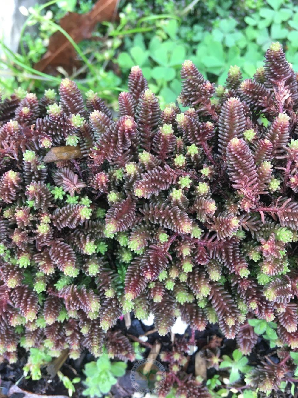 Sedums: Plant Care and Collection of Varieties - Garden.org