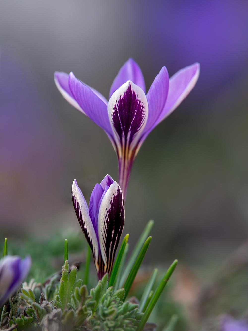 Crocus: Plant Care and Collection of Varieties - Garden.org