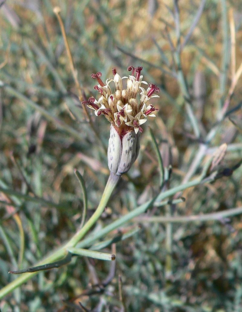 Slender Poreleaf (Porophyllum gracile) - Garden.org