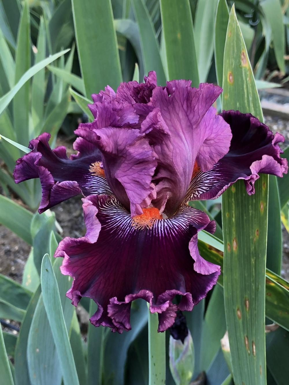 Your favorite iris that begin with "F" in the Irises forum - Garden.org
