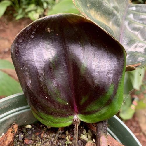 Geogenanthus ciliatus - Garden.org