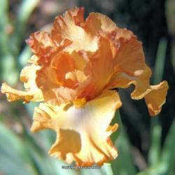 Tall Bearded Iris (Iris 'Harmonic Elegance') in the Irises Database - Garden.org