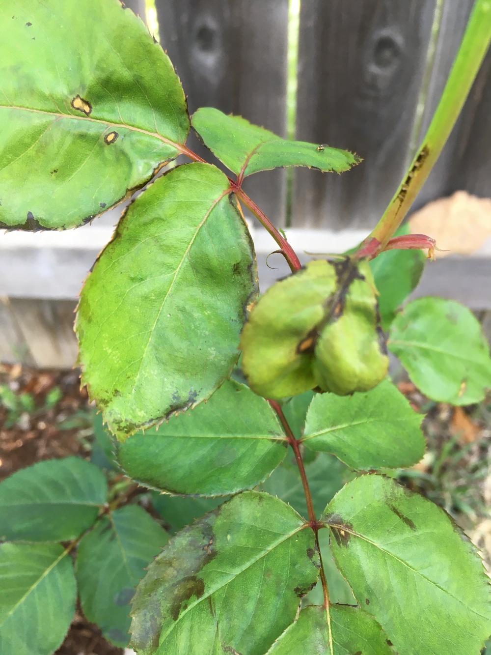 A New Disease Attacking My Rose Leaves? in the Roses forum - Garden.org