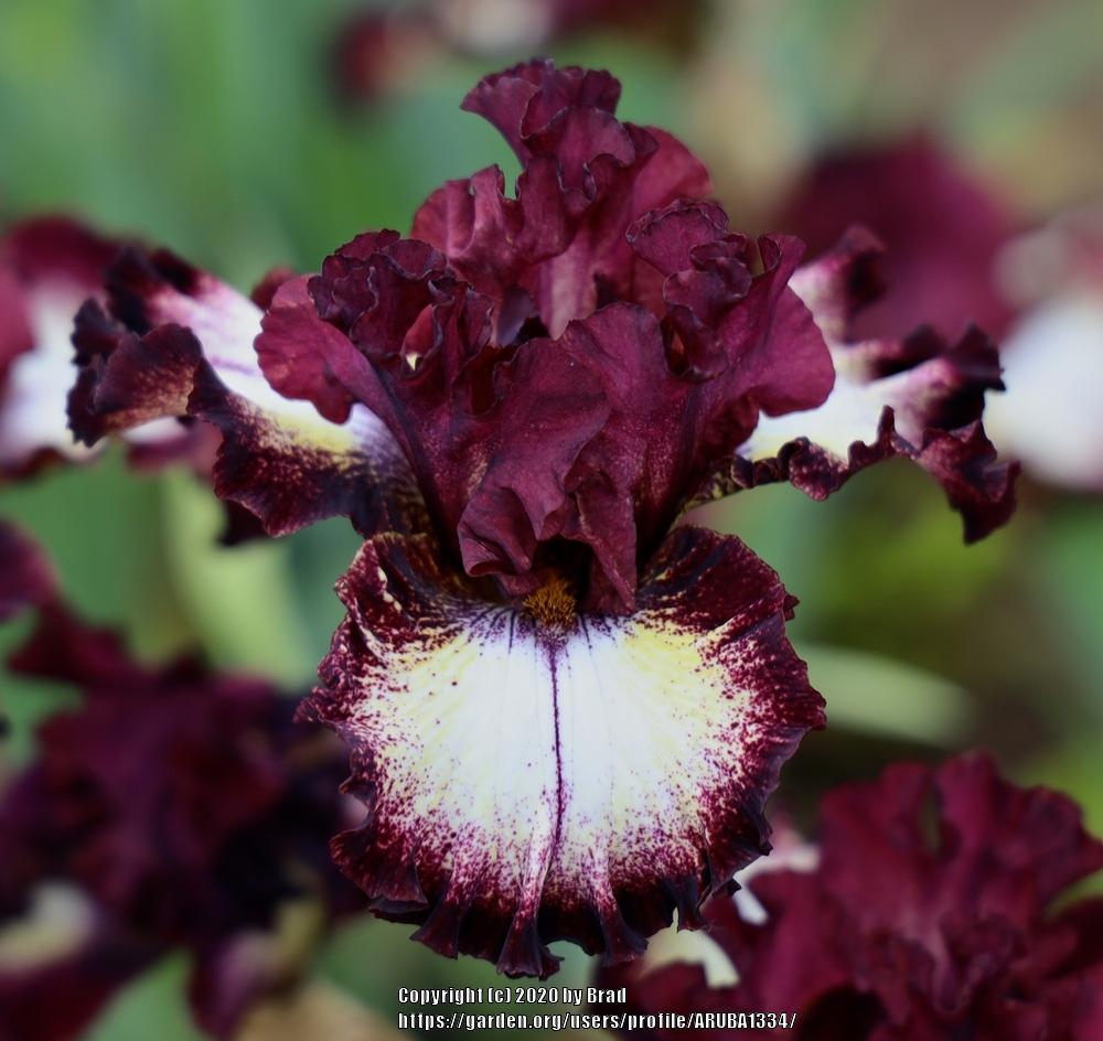 Photo of the bloom of Tall Bearded Iris (Iris 'Raspberry Pie') posted ...