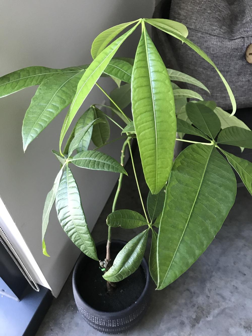 How to Grow Money Tree Trunks in the Ask a Question forum - Garden.org