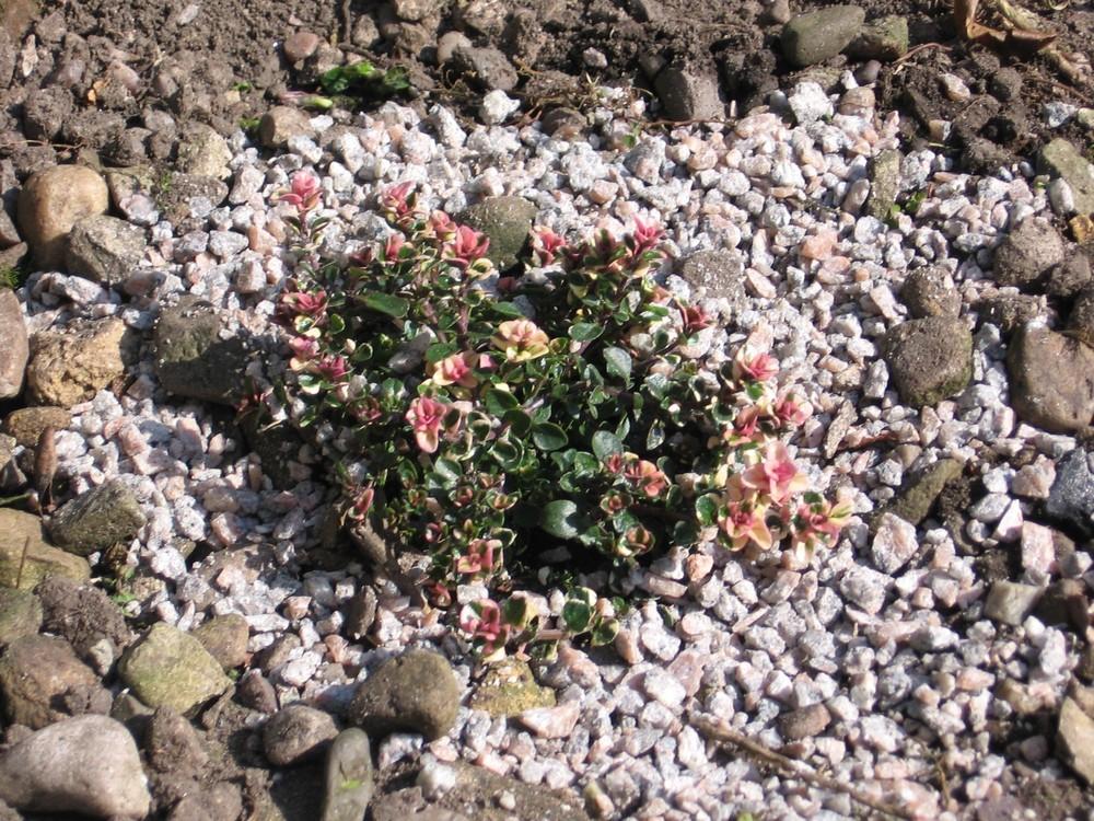 Broad-Leaf Thyme (Thymus pulegioides 'Foxley') in the Thymes Database ...