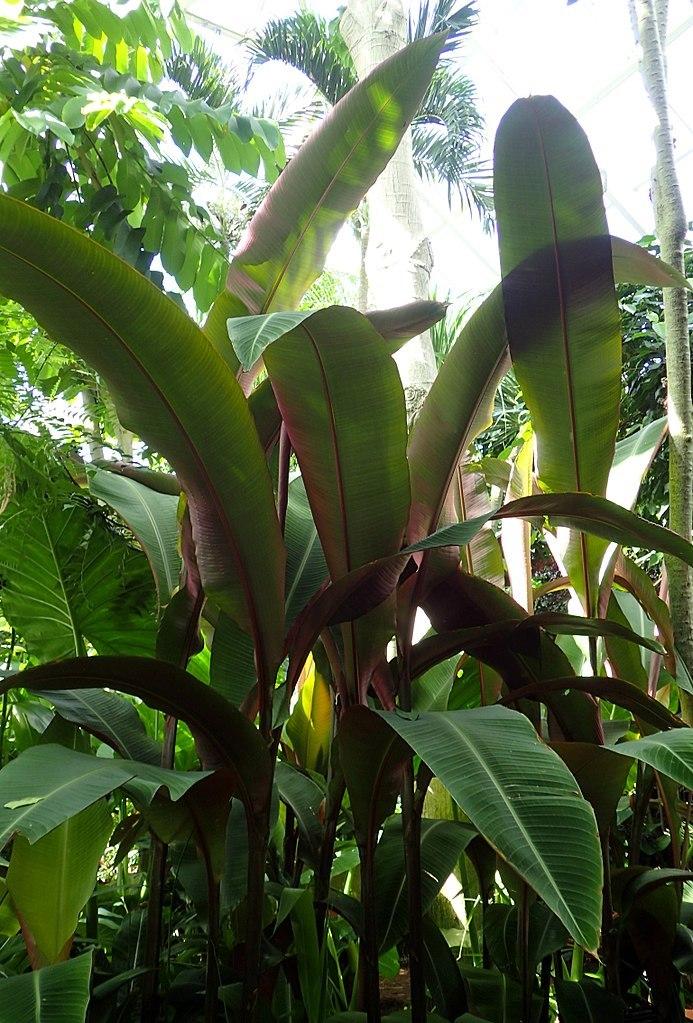 False Cardamom Ginger (Alpinia mutica) - Garden.org