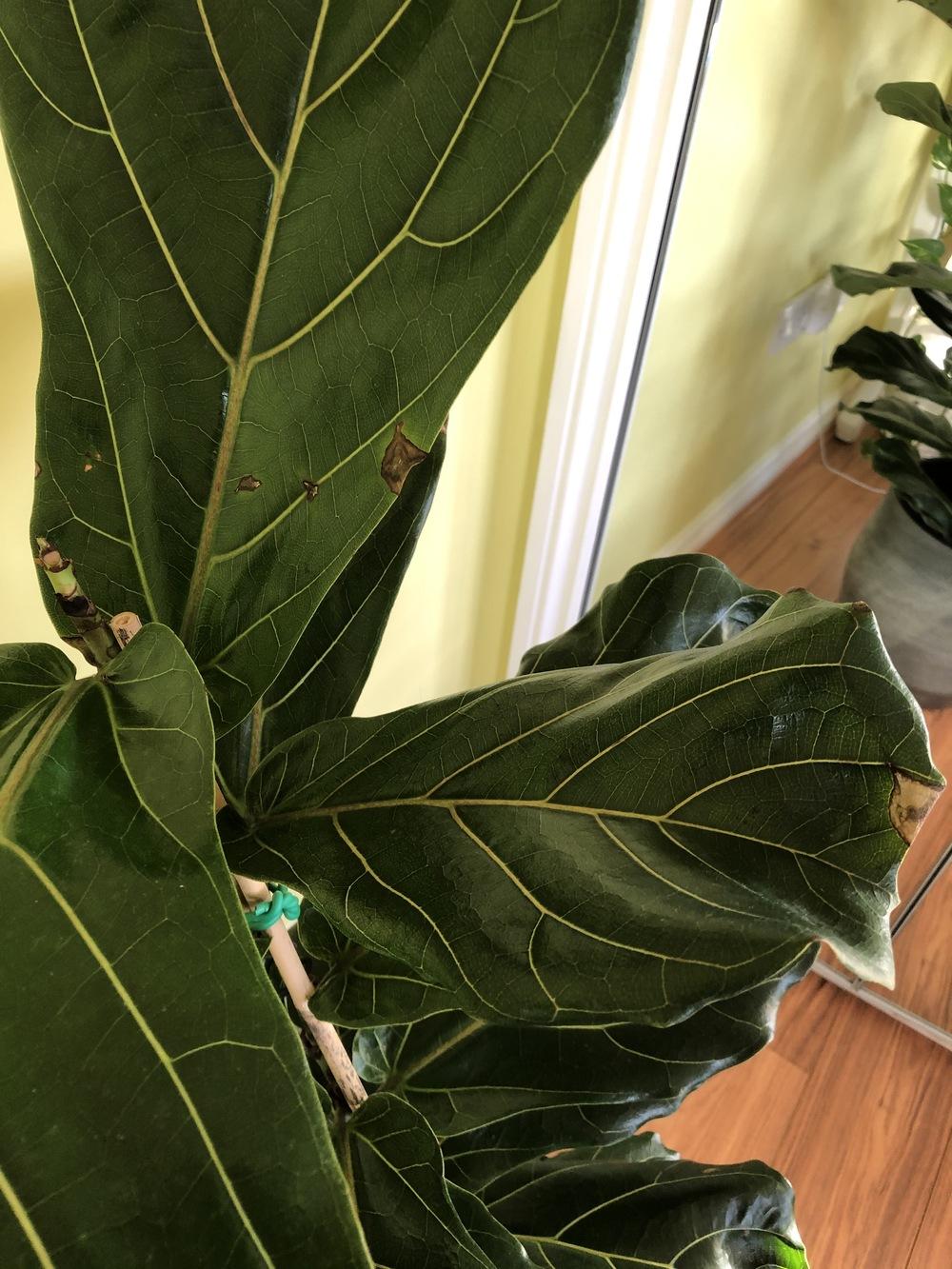Leaning and Splotchy Patches on Fiddle Leaf Fig in the Ask a Question ...