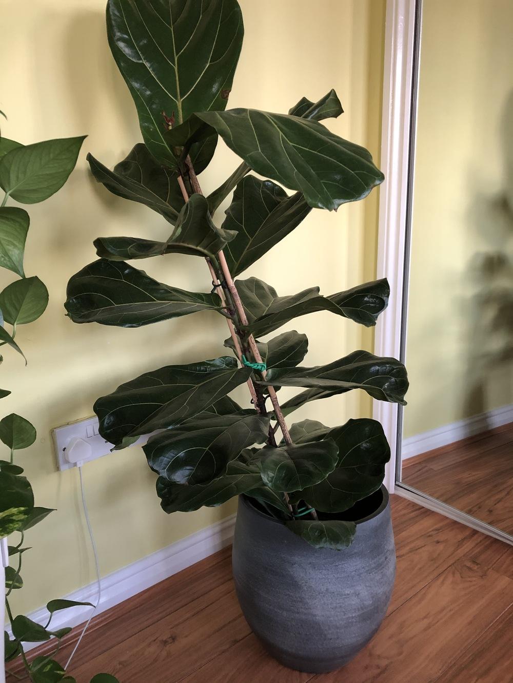 Leaning and Splotchy Patches on Fiddle Leaf Fig in the Ask a Question ...