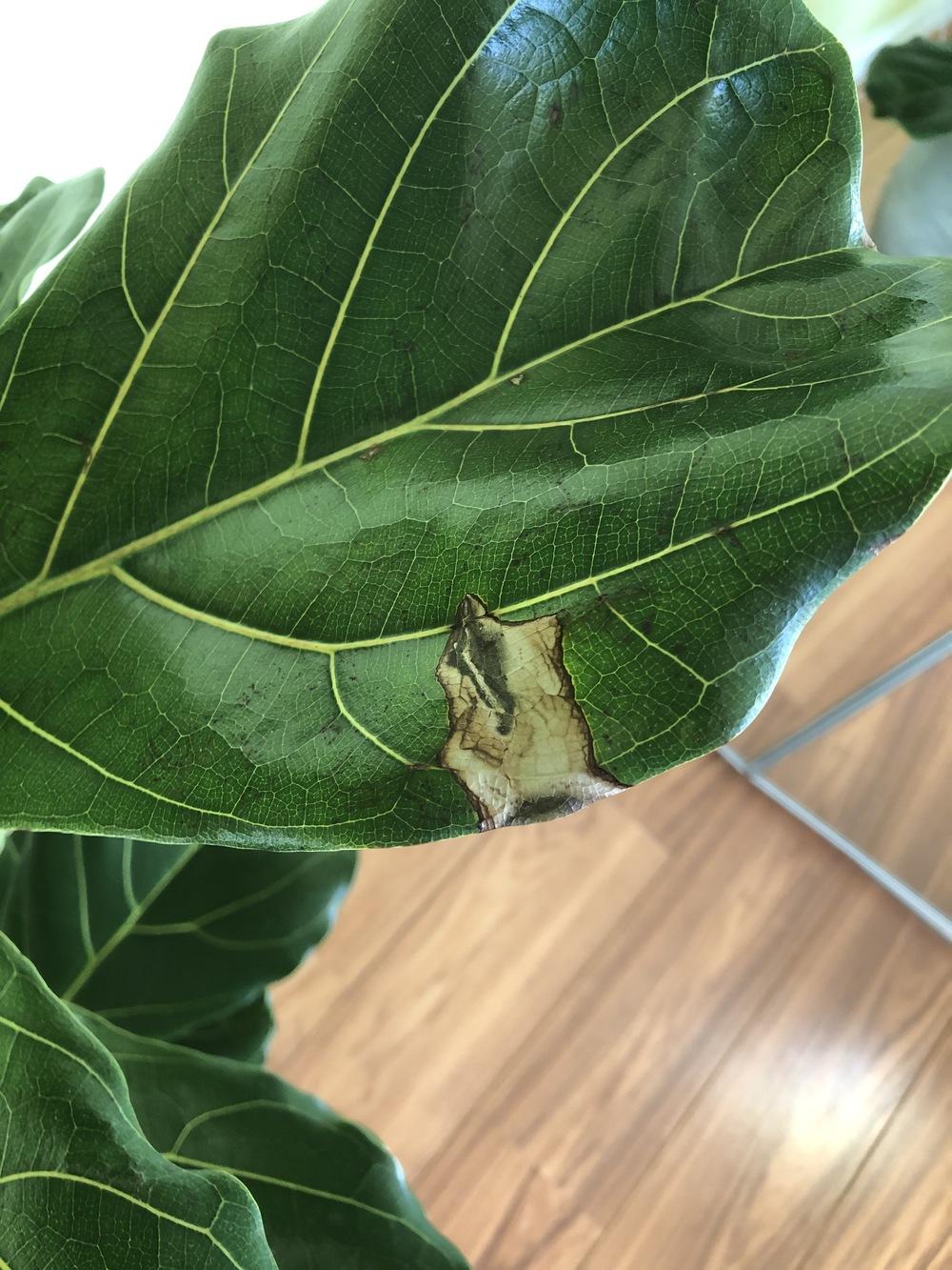 Leaning and Splotchy Patches on Fiddle Leaf Fig in the Ask a Question ...