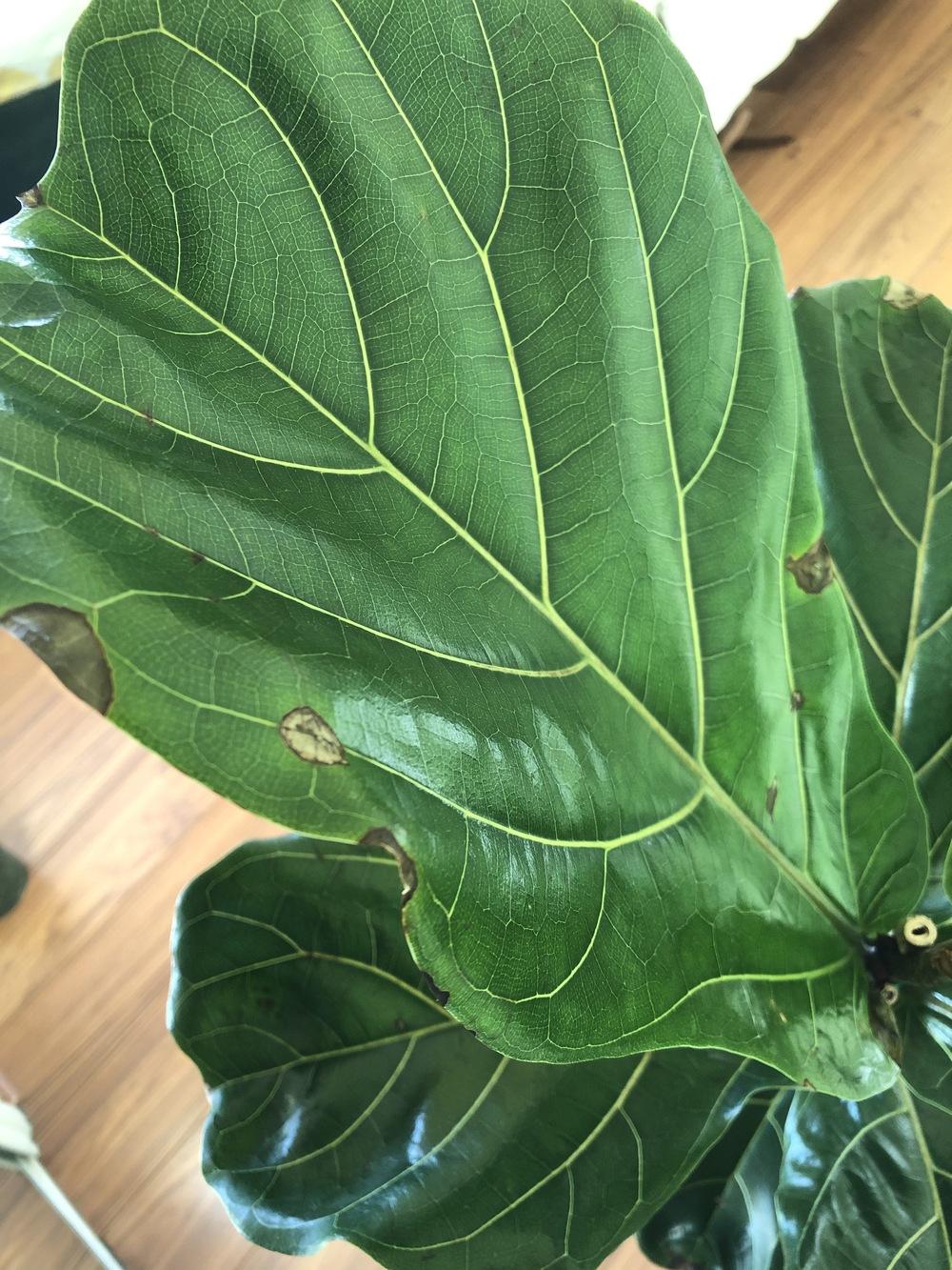 Leaning and Splotchy Patches on Fiddle Leaf Fig in the Ask a Question ...