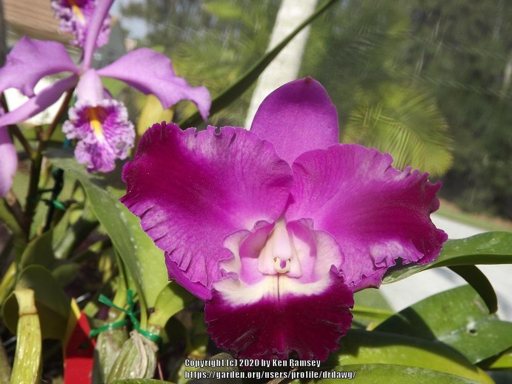 Orchid (Cattleya Mini Song 'Petite') - Garden.org