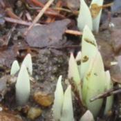 Blazing Star (Liatris spicata) in the Gayfeathers Database - Garden.org