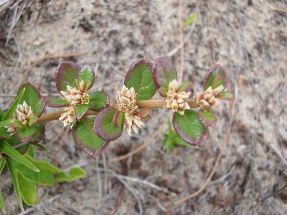Seaside Joyweed (Alternanthera maritima) - Garden.org