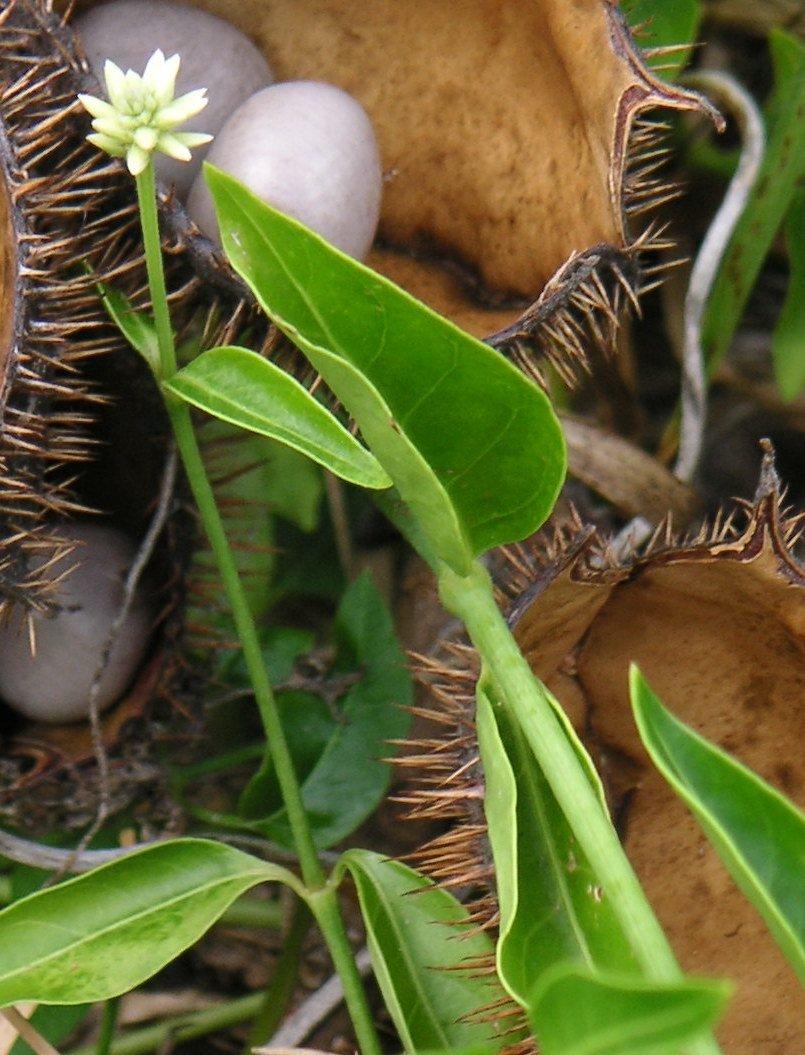 Yellow Joy Weed (Alternanthera flavescens) - Garden.org