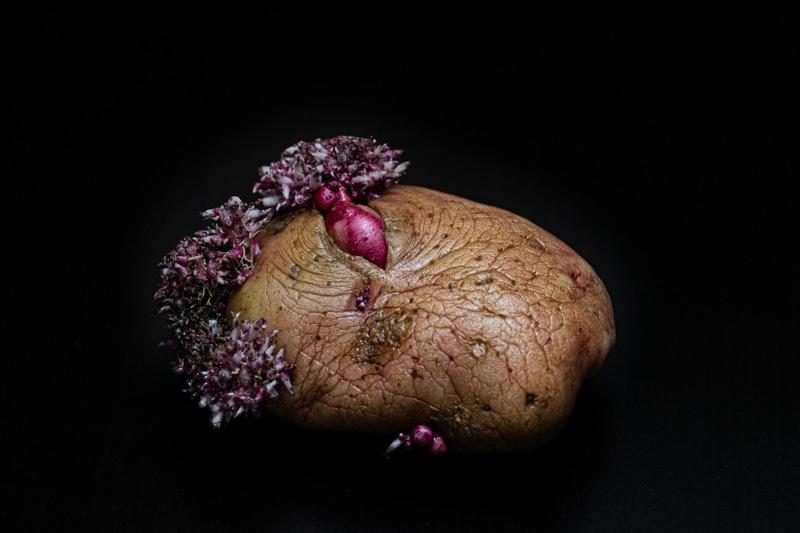 Potato ? in the Ask a Question forum - Garden.org
